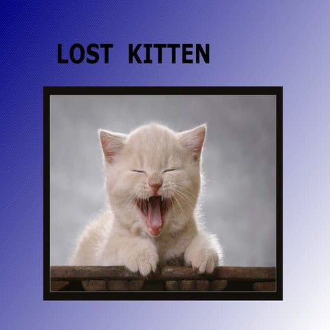 Lost kitten | ODP