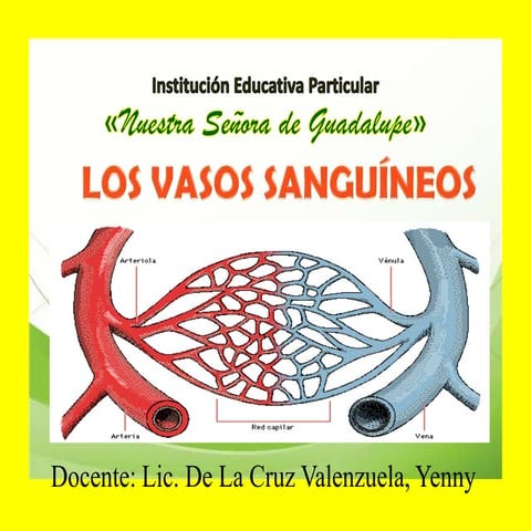 Los vasos sanguineos | PPTX