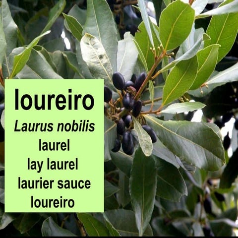 Loureiro (Laurus nobilis) | PPS
