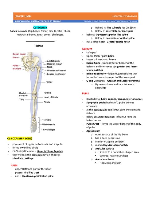 Fibula bone Anatomy | PPTX