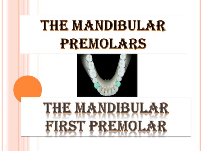 Permanent Mandibular First Premolar and Differences between First and ...