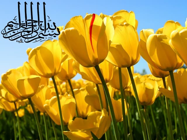 Maxillary second molar | PPTX