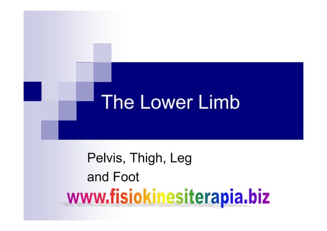 Anatomy of lower limb | PPTX