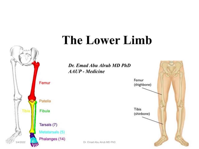 Anatomy of lower limb | PPTX