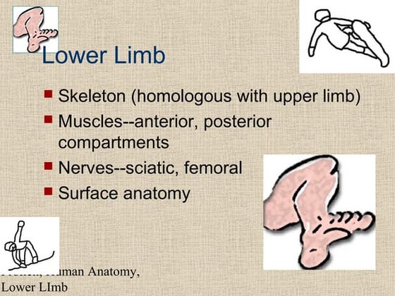The lower extremity1 | PPT