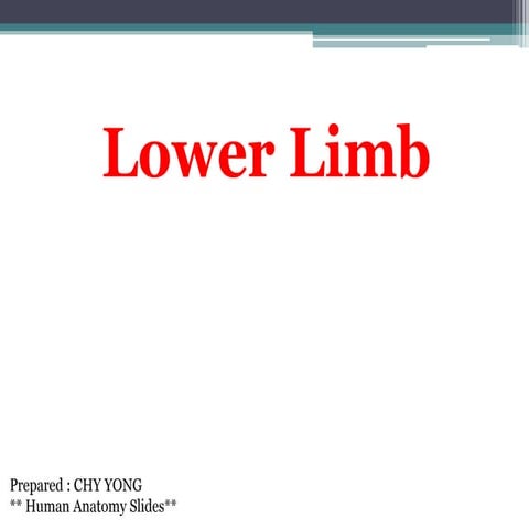 Lower limb | PPTX