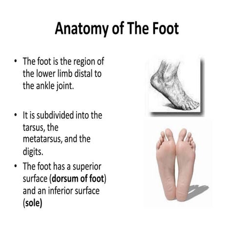 Dorsum of foot and medial side of leg | PPTX