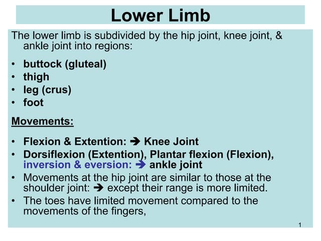 Anatomy of lower limb | PPTX