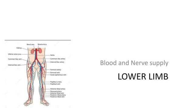 BLOOD SUPPLY OF LOWER LIMB | PPTX
