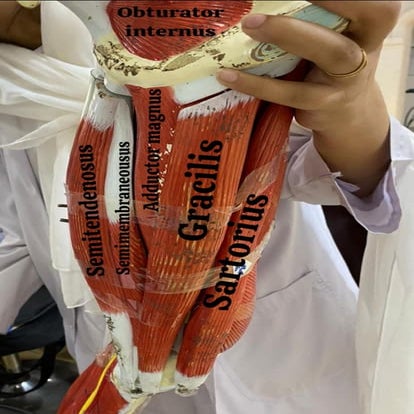 Lower limb modelll 1.pdf