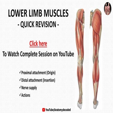 Lower Limb Muscles - Quick Revision Pdf handout (Anatomy Decoded ...