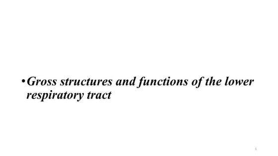 Weibel’s model of airways | PPTX | Lung and Respiratory Health ...