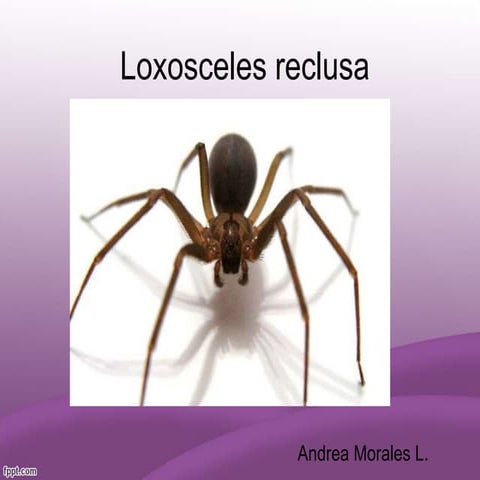 Anatomía De La Reclusa Parda Loxosceles Laeta Wikipedia, La