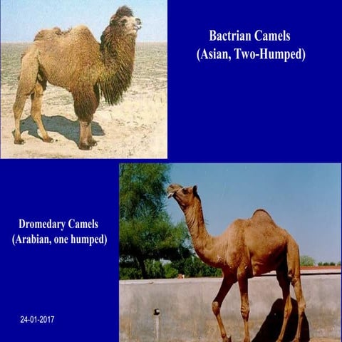 LPRO_02807_practical_2_camel_breeds_14-01-16.ppt
