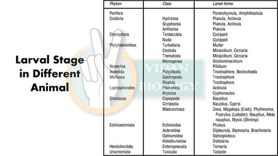 Larval forms of echinoderms | PDF | Biological Sciences | Science