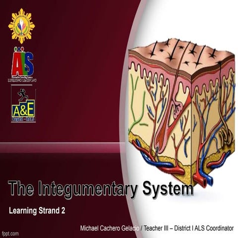 LS 2 5 The Integumentary System | PPTX