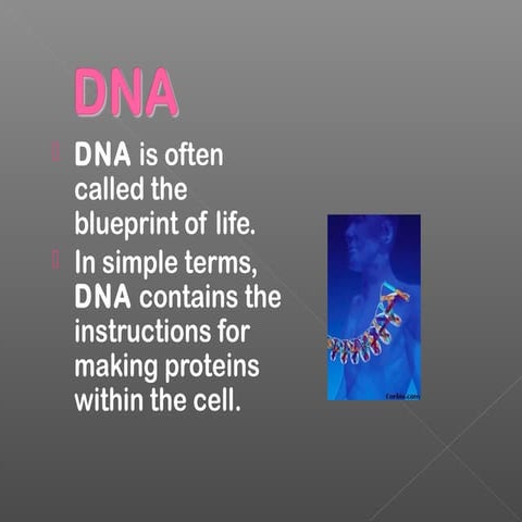 Dna struture | PPT