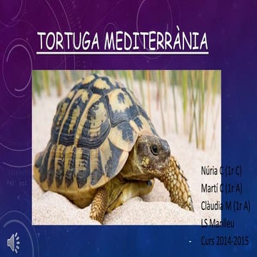 Tortuga mediterrània | PPTX