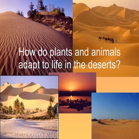 Lsn34 How Do Plants And Animals Adapt To Life | PPT