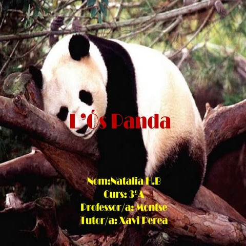 L'ós panda | PPT