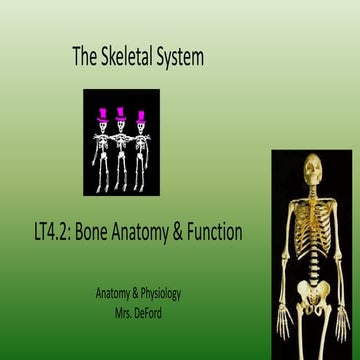 LT4.2 Skeletal System | PPTX