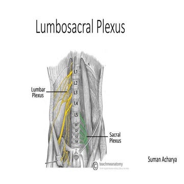 Lumbosacral plexus | PPTX