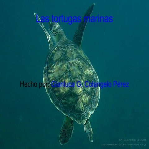 Las tortugas marinas | PPT