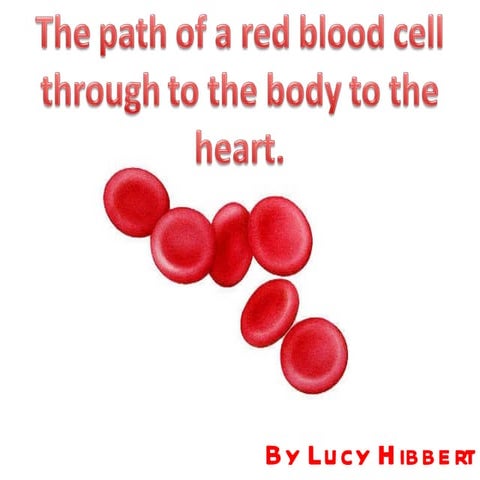 Red blood cell | PPT