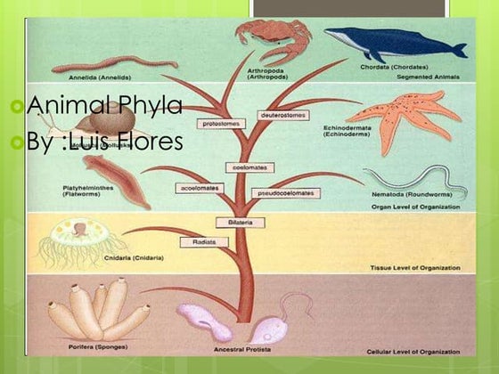 Class 11 Biology Structural Organisation in Animals | PPT