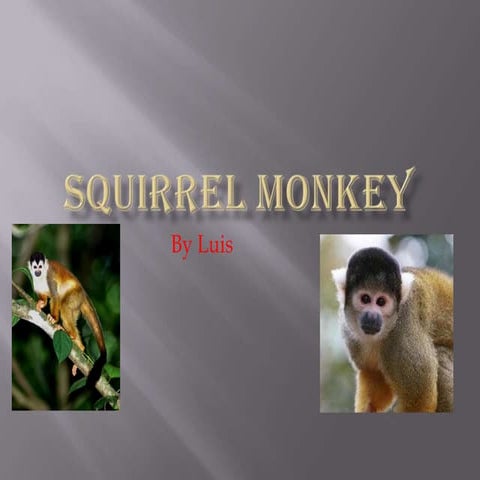 Luis - Squirrel monkeys | PPTX