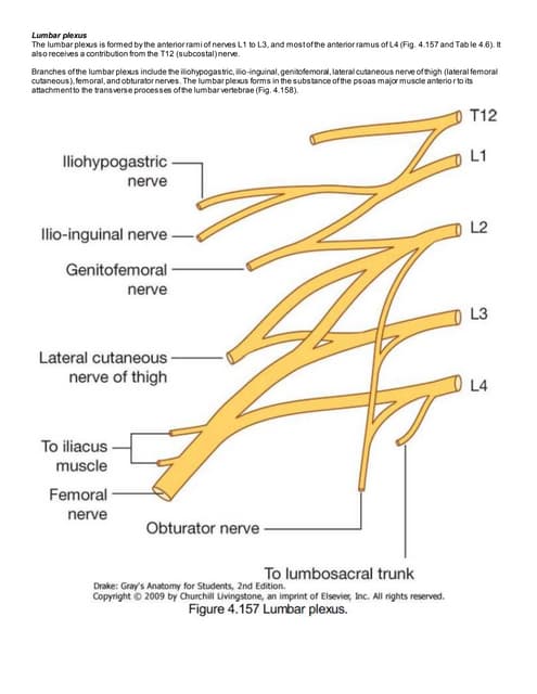 Common Referred Pain Patterns – Low Back | PDF