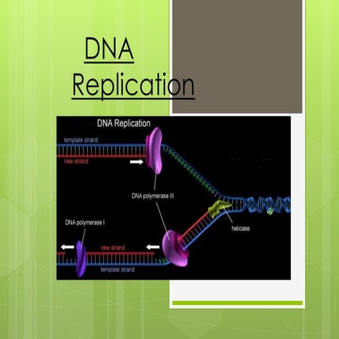 DNA replication | PPT