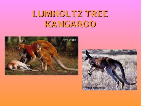 Red kangaroo | PPT