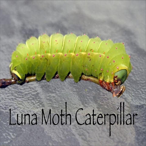 Luna Moth Caterpillar | PDF