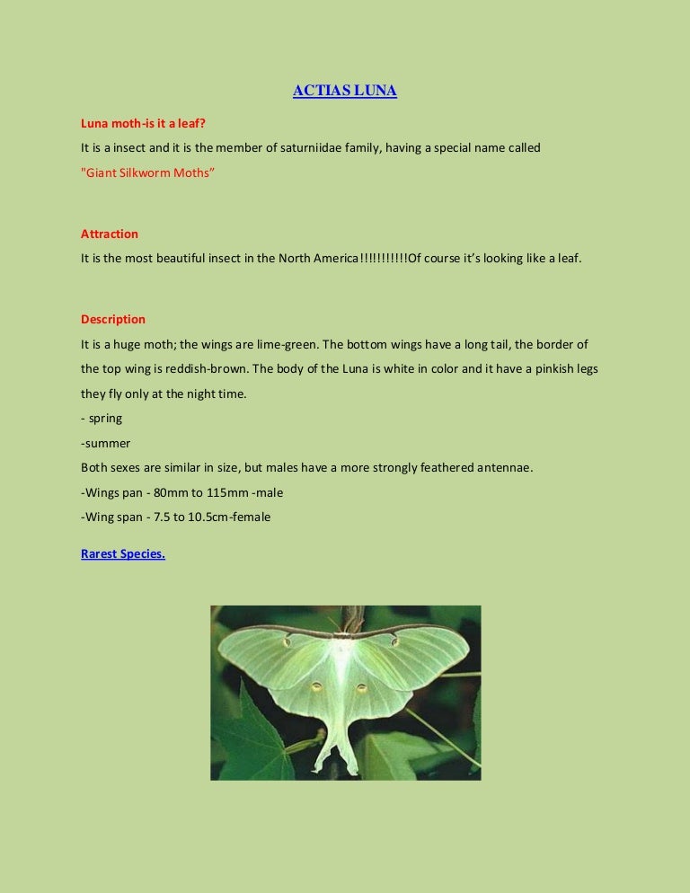 Luna Moth