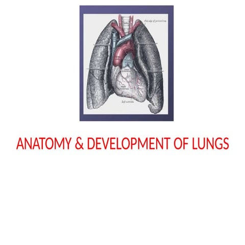 LUNG ANATOMY | PPTX