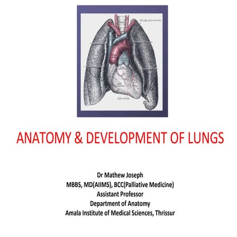 Lung Anatomy Ppt Normal Lung Anatomy PI UpToDate