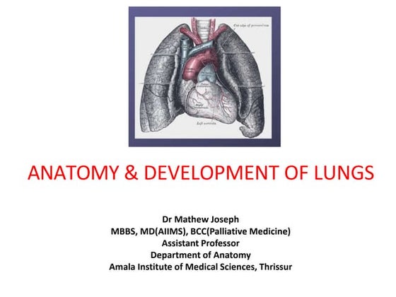 LUNG ANATOMY | PPTX