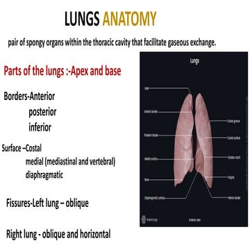 Lung Anatomy Fissures The Right Upper Lobe Of The Lung: 3D Anatomy