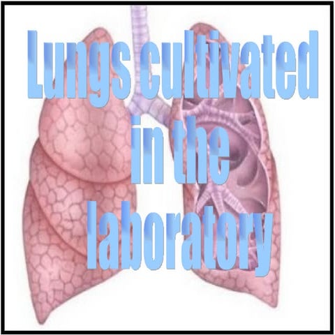 Lung Decortication