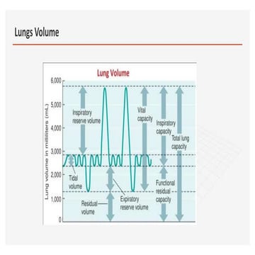 Human Lungs Volume | PPTX