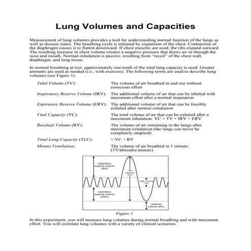 Lung volumes and capacities anatomy | DOCX