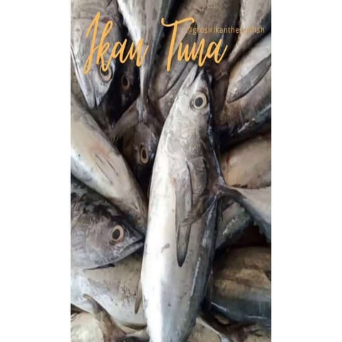 IKAN TUNA SEGAR | PPT