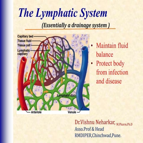 Lymphatic system | PPT