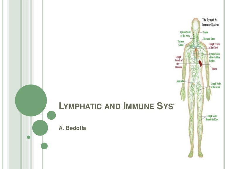 Lymphatic and immune systems