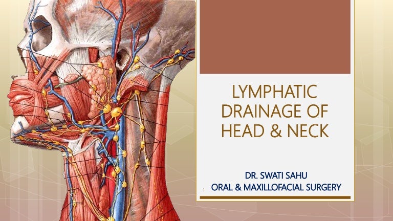 Diagram Of Lymphatic System In Face And Neckk Lymph Nodes Fa