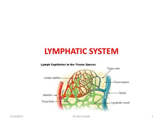 Endocrine and Lymphatic System | PPTX