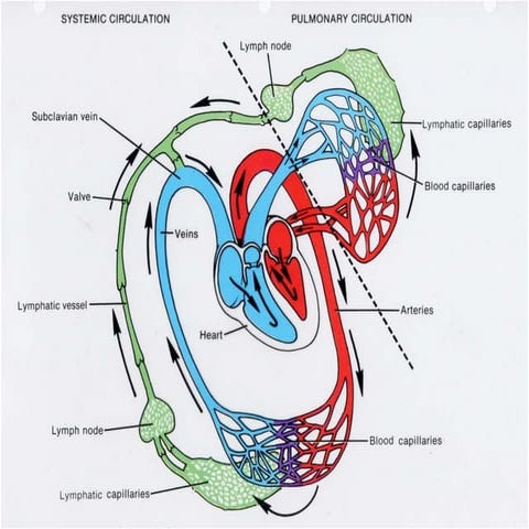 Lymphatics (Abbrev) Student Notes | PPT