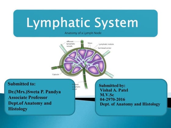 Cardiovascular system of goat | PDF