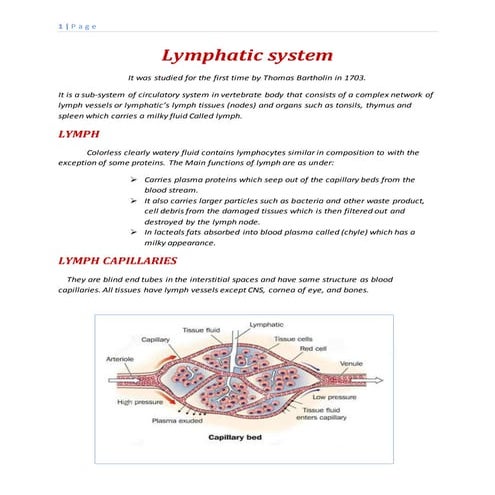 Lymphatic system | DOCX | Ear, Nose and Throat Conditions | Diseases ...